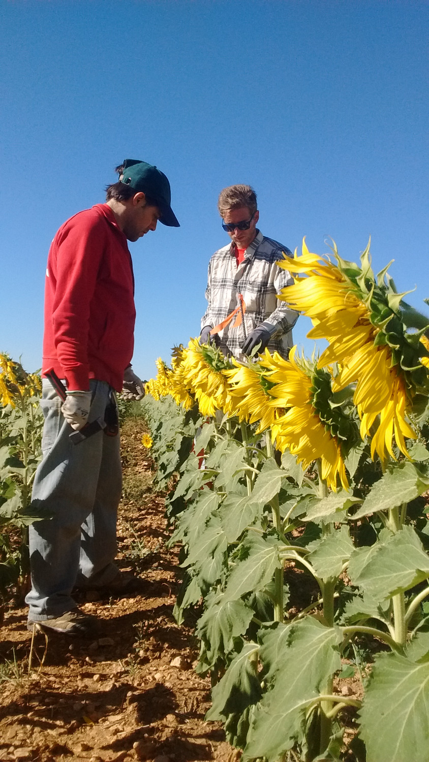 Pollinator Protection and Ecosystem Services in SUDOE Oleaginous ...